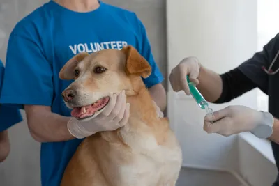Free vet clinic in Boston MA